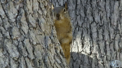 Animal Fight GIFs - Find & Share on GIPHY