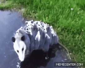 Opossum Gif