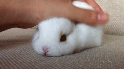 Bunny Fur GIF - Find & Share on GIPHY