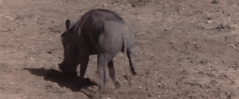 Dance Warthog GIF - Find & Share on GIPHY