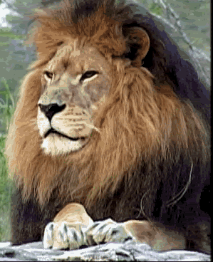 Lions GIF - Find & Share on GIPHY