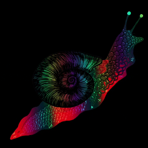 Snail GIF - Find & Share on GIPHY