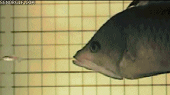 Fish Eating GIF - Find & Share on GIPHY