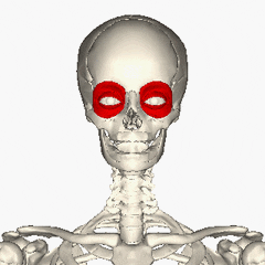 Anatomy GIF - Find & Share on GIPHY