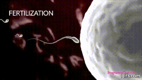 Womb GIF - Find & Share on GIPHY