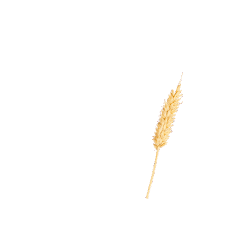 Wheat Nom Sticker by Only Paw You for iOS & Android | GIPHY