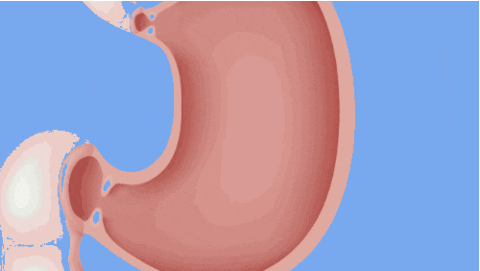 Stomach GIF - Find & Share on GIPHY