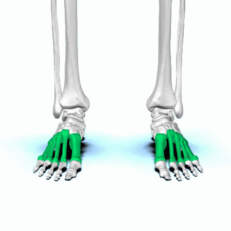 Bones GIF - Find & Share on GIPHY