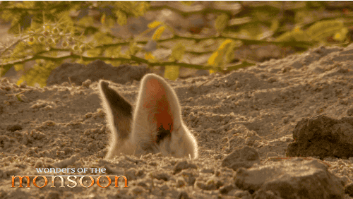 Desert GIF - Find & Share on GIPHY