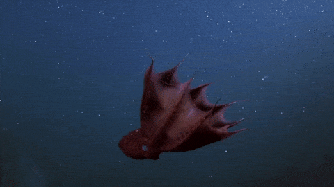 Vampire Squid GIF - Find & Share on GIPHY