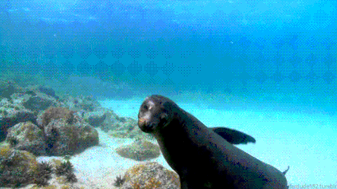 Sea Creature GIF - Find & Share on GIPHY