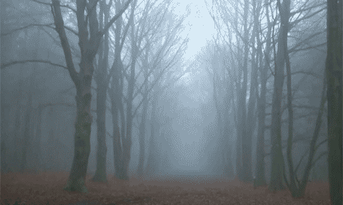 Forest GIFs - Find & Share on GIPHY