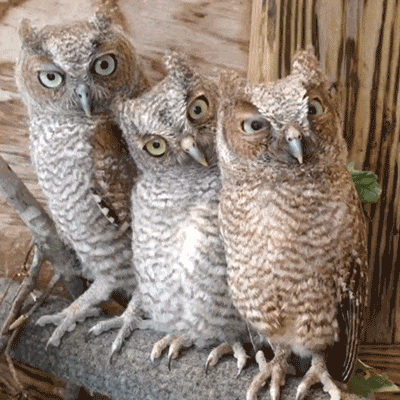 Owl GIF - Find & Share on GIPHY