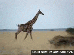 Run GIF - Find & Share on GIPHY