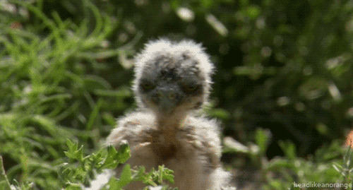 Baby Bird GIF - Find & Share on GIPHY