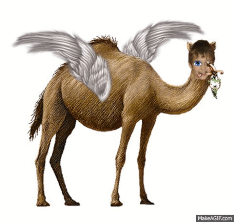 Camel GIF - Find & Share on GIPHY