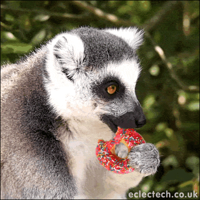 Lemur GIF - Find & Share on GIPHY