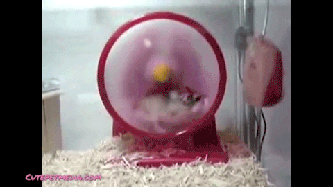 Animal Fail GIF - Find & Share on GIPHY