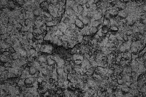 Fossil Smithsonian GIF by hateplow - Find & Share on GIPHY