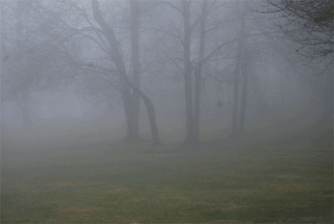 Fog GIF - Find & Share on GIPHY