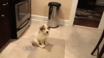 Dog Rolls Roll Over GIF - Find & Share on GIPHY