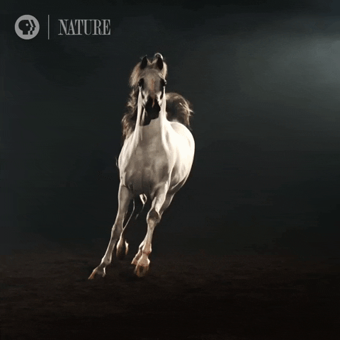 Horse Trot GIF by Nature on PBS - Find & Share on GIPHY