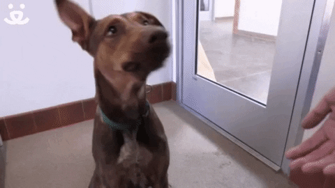 High Five Well Done GIF by Best Friends Animal Society - Find & Share ...