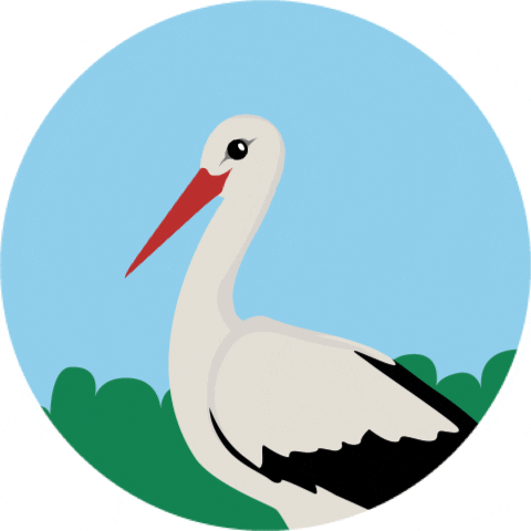 White stork