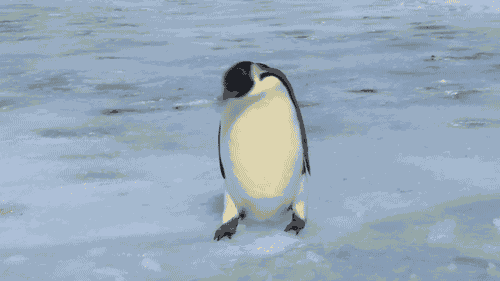 Arctic GIF - Find & Share on GIPHY