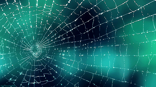 Wolf Gifs Get The Best Gif On Giphy