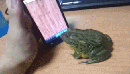 Frog GIF - Find & Share on GIPHY