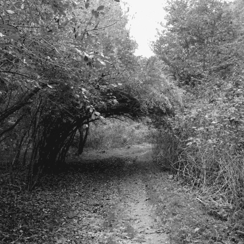 Black And White Forest Gif By Mogif - Find & Share on GIPHY