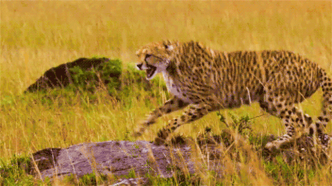 Cheetah GIF - Find & Share on GIPHY