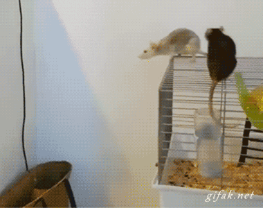 Front GIF - Find & Share on GIPHY