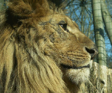 Leon GIFs - Find & Share on GIPHY