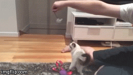 Cat Chasing Mouse Gif