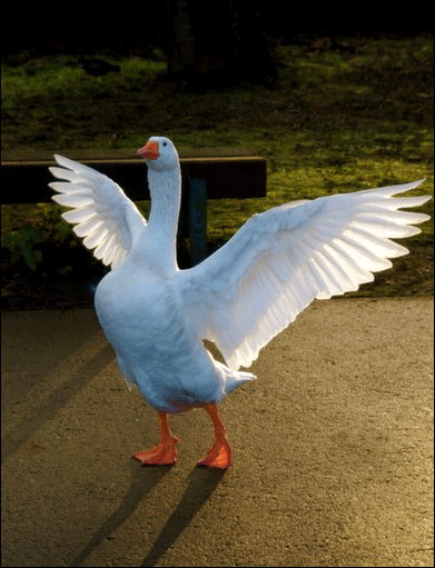 Goose GIF - Find & Share on GIPHY