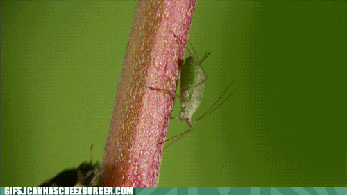 Bugs GIF by Cheezburger - Find & Share on GIPHY