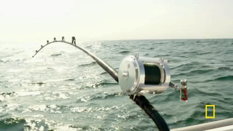 Wicked Tuna GIF by National Geographic Channel - Find & Share on GIPHY