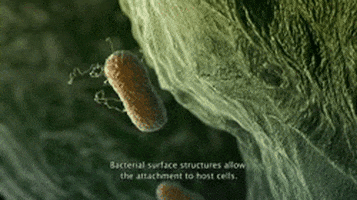 Biology Plants GIF - Find & Share on GIPHY