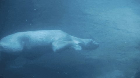 Fail Polar Bear GIF by San Diego Zoo - Find & Share on GIPHY