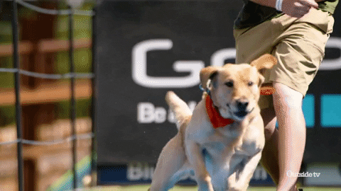 Dog Jumping GIF by Outside TV - Find & Share on GIPHY
