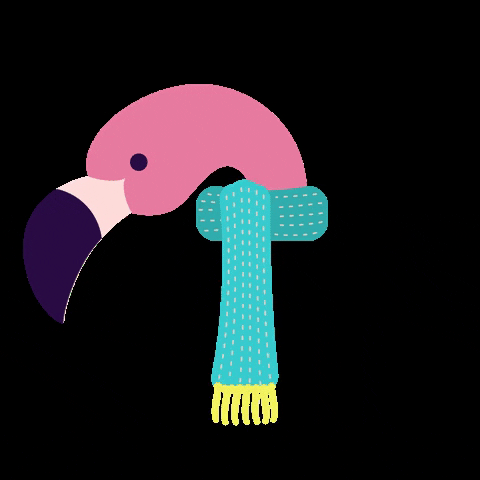 Flamingo GIF - Find & Share on GIPHY