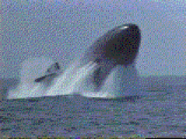 Submarine GIF - Find & Share on GIPHY