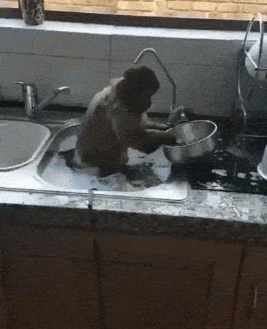 Monkey Drying GIF by JustViral.Net - Find & Share on GIPHY