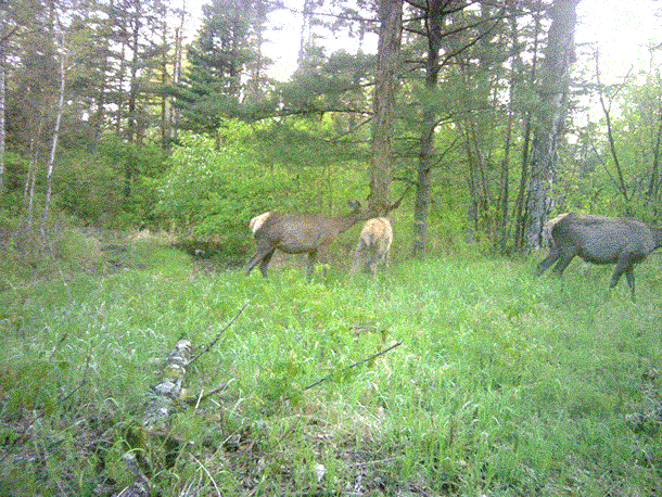 Tiger Hunting GIFs - Find & Share on GIPHY