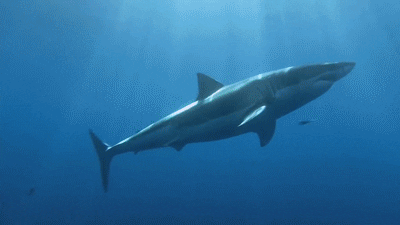 Ocean Sharks GIF - Find & Share on GIPHY