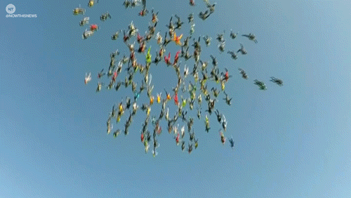 World Records Falling GIF by NowThis - Find & Share on GIPHY