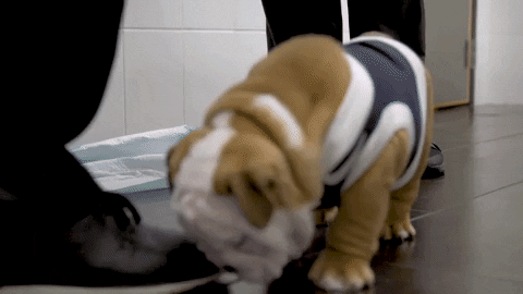 Butler Bulldogs Dog GIF by Butler University - Find & Share on GIPHY