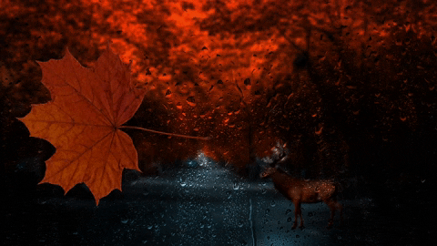 Fall Rain GIF - Find & Share on GIPHY